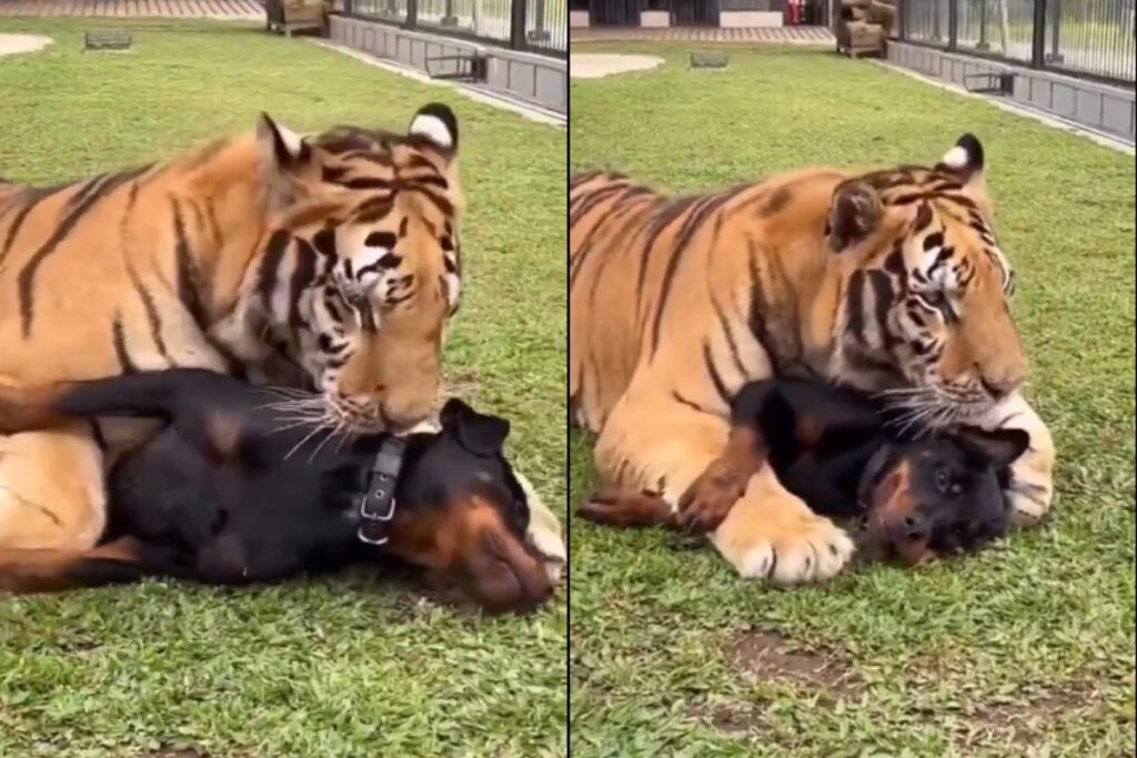 Viral Video: Feline And Canine Set Friendship Goals, Tiger's Penchant ...